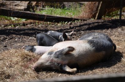 A Pig Feeding Guide for Raising Hogs - Countryside